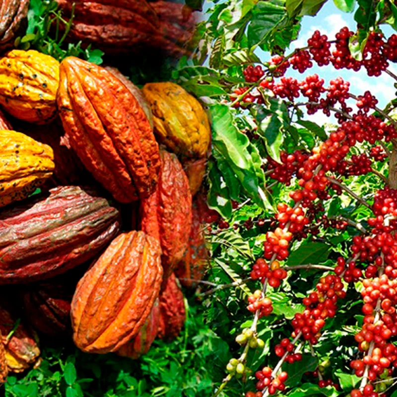 Formulation of the Cocoa, Coffee, Cashew and Pepper Value Chain ...